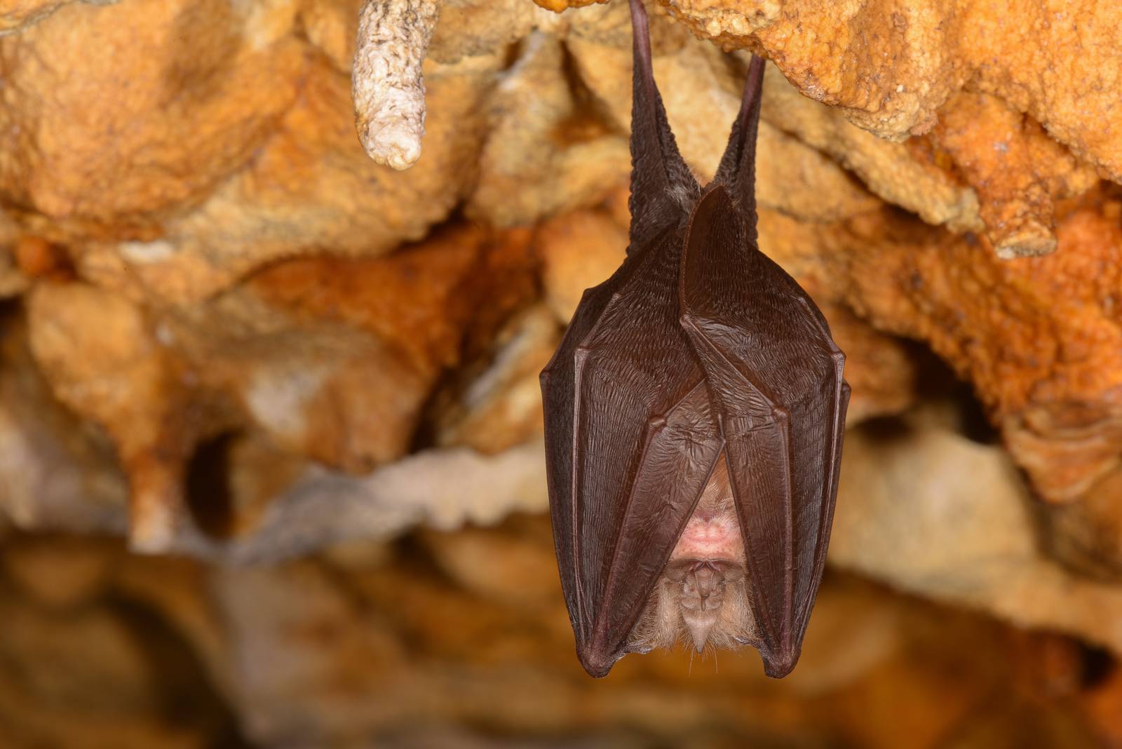 faune cavernicole